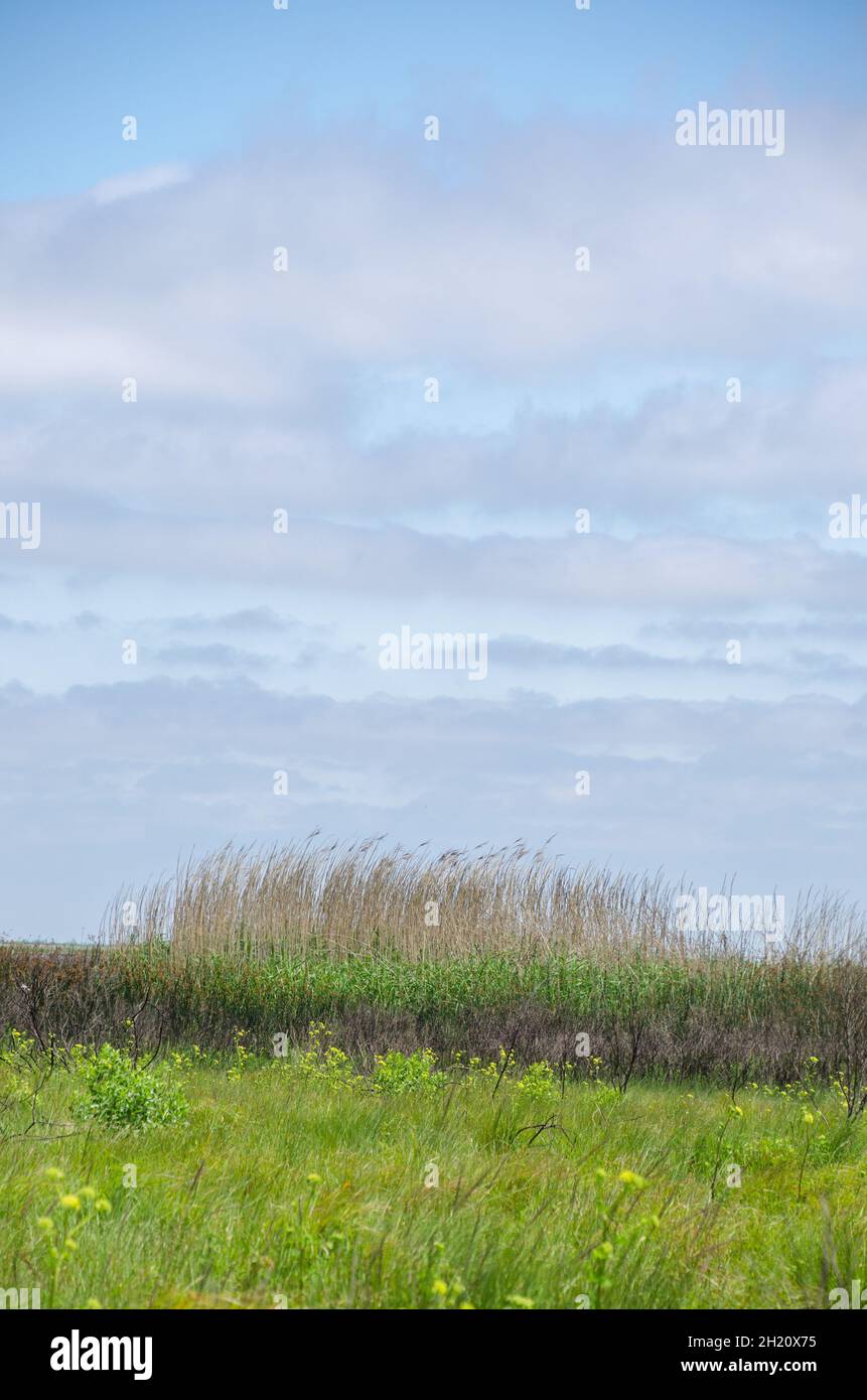 Swaying grasses in the coastal wetlands of South Texas Stock Photo - Alamy