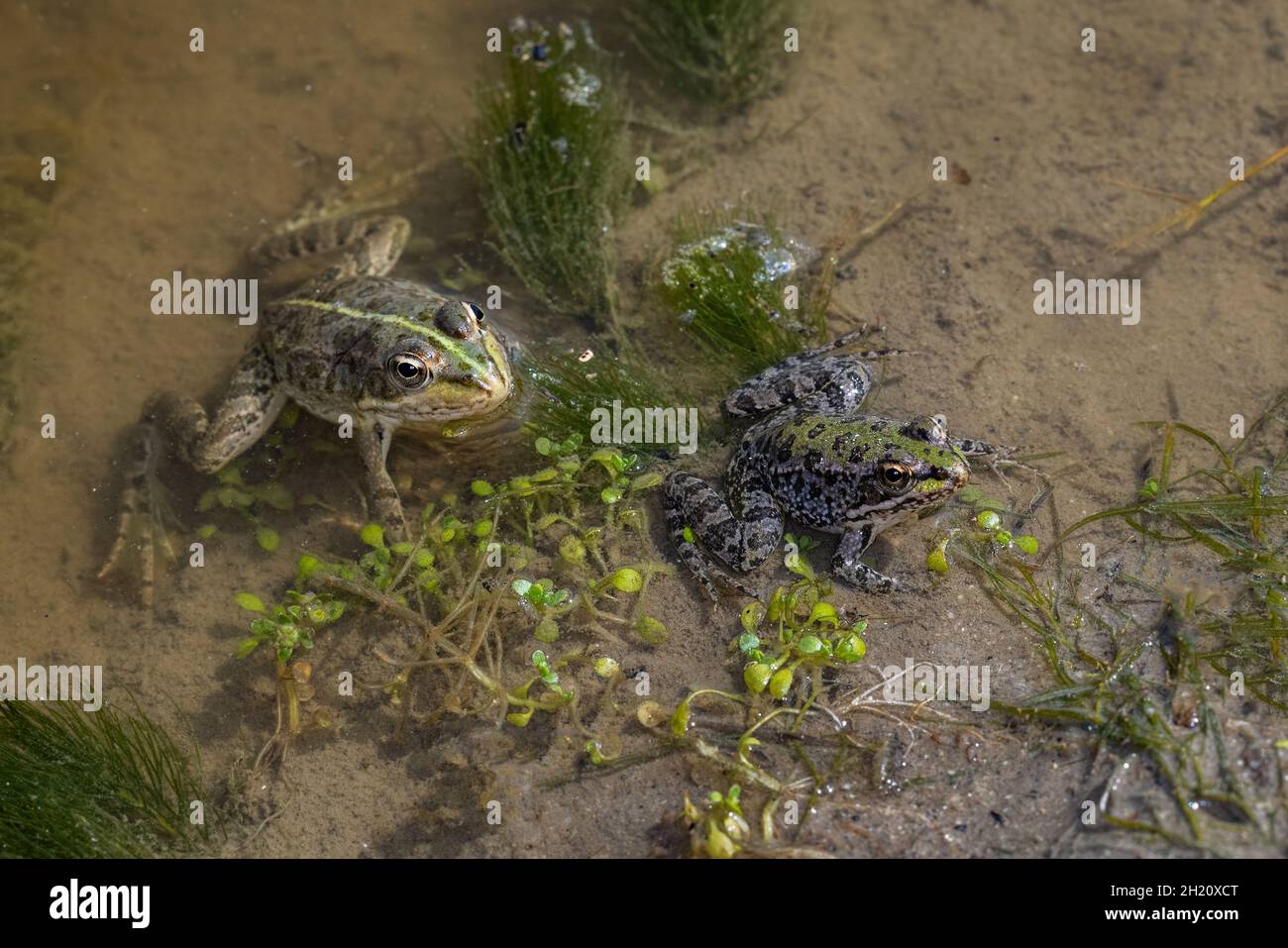 Closeup of the two patterned slimy frogs in the sandy water Stock Photo ...