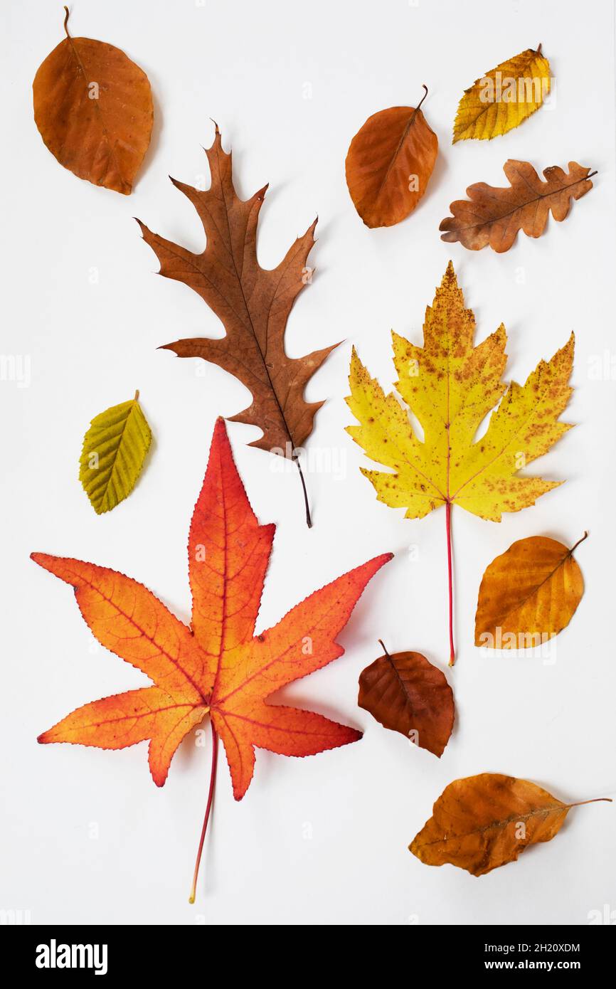 AUTUMN LEAVES IN DIFFERENT SHAPES AND COLORS Stock Photo - Alamy