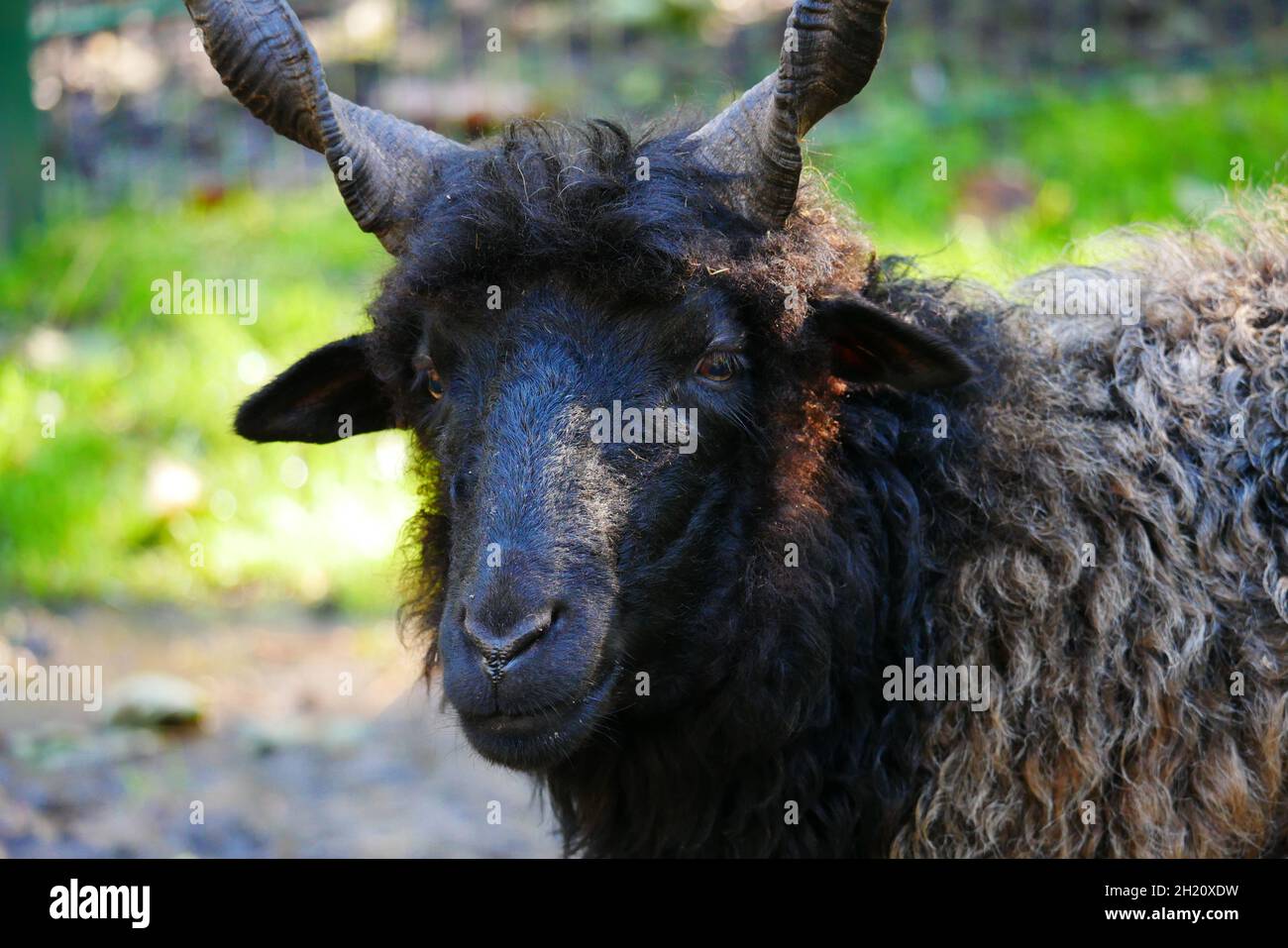 portrait of a black and gray racket sheep with twisted horns Stock ...