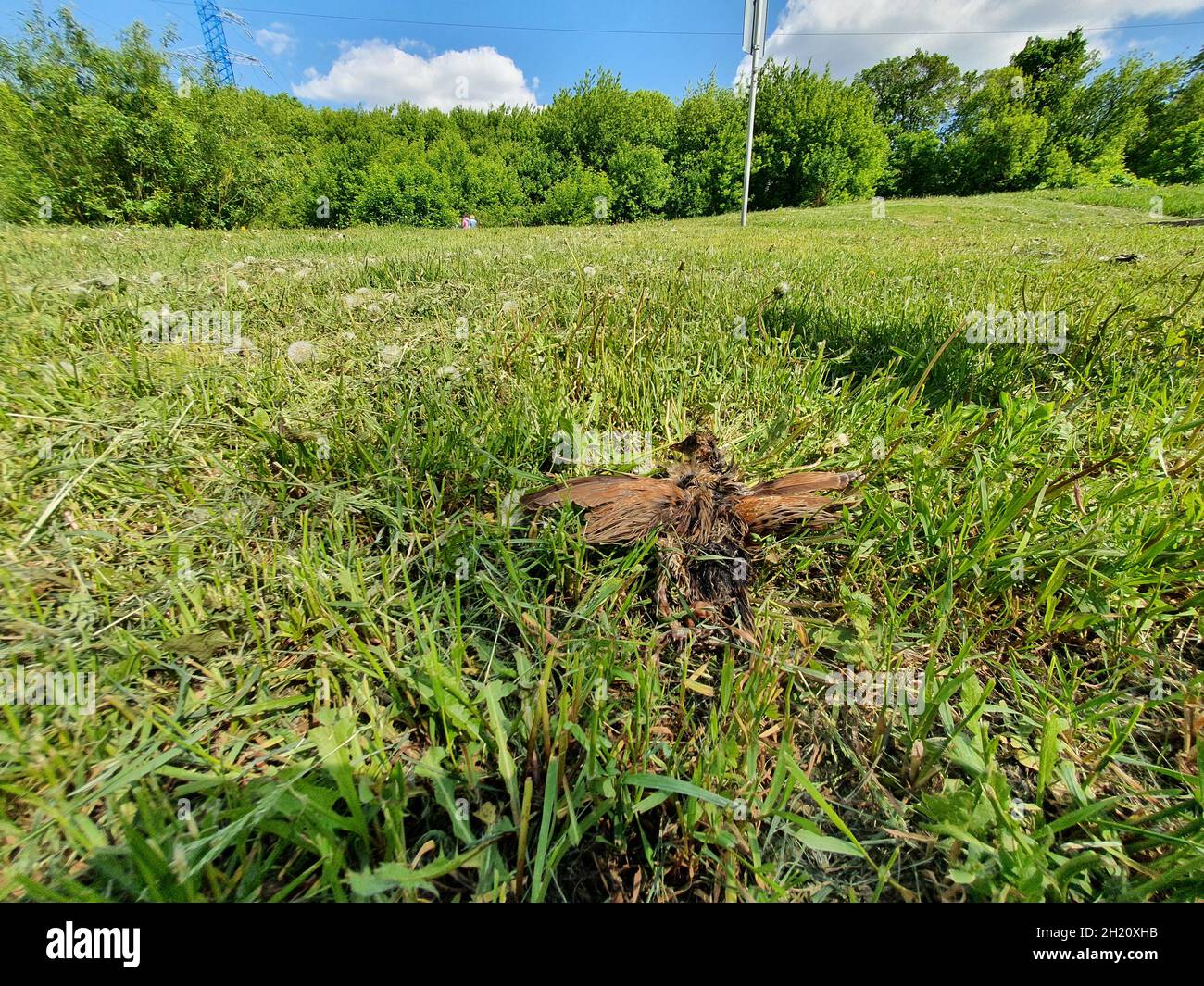 Corncrake, Corn crake (Crex crex). Russia, Moscow. dead bird Stock ...