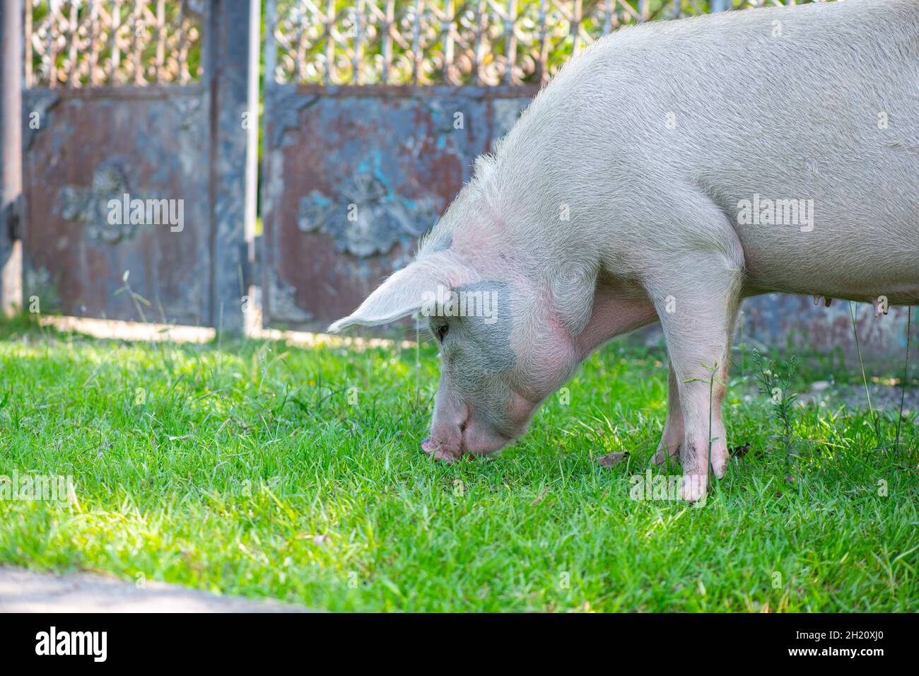 large pig eating grass by the fence Stock Photo - Alamy