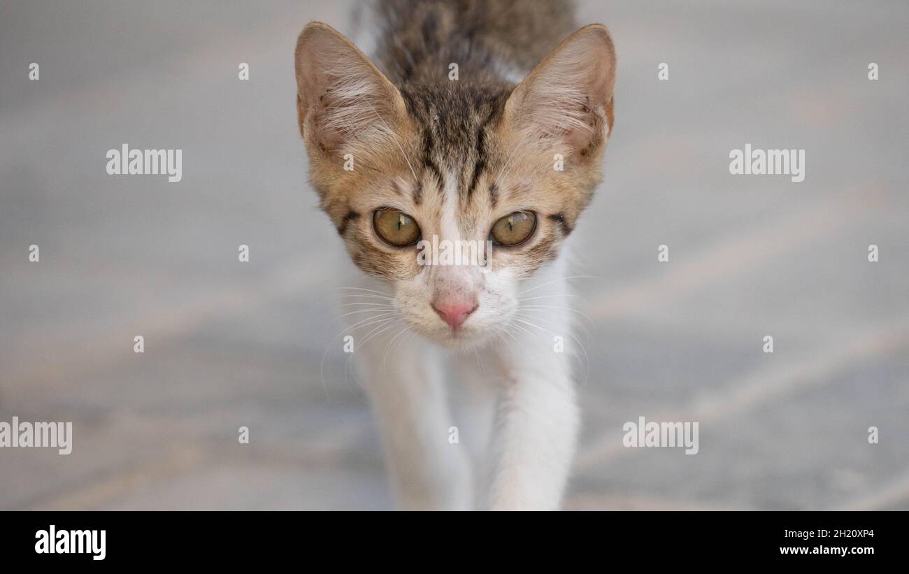Small street qatar hi-res stock photography and images - Alamy
