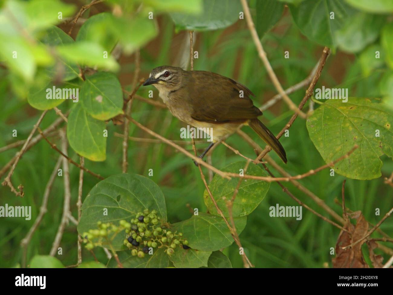 White-browed Bulbul (Pycnonotus luteolus insulae) adult perched in ...