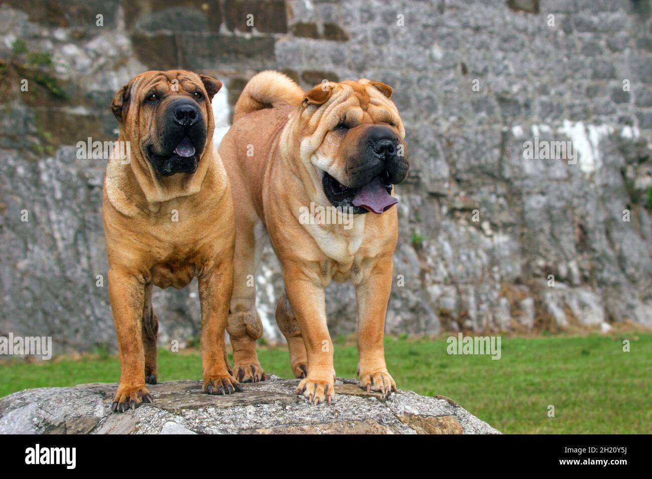 Closeup of Shar Pei dogs. A dog breed from southern China Stock Photo ...