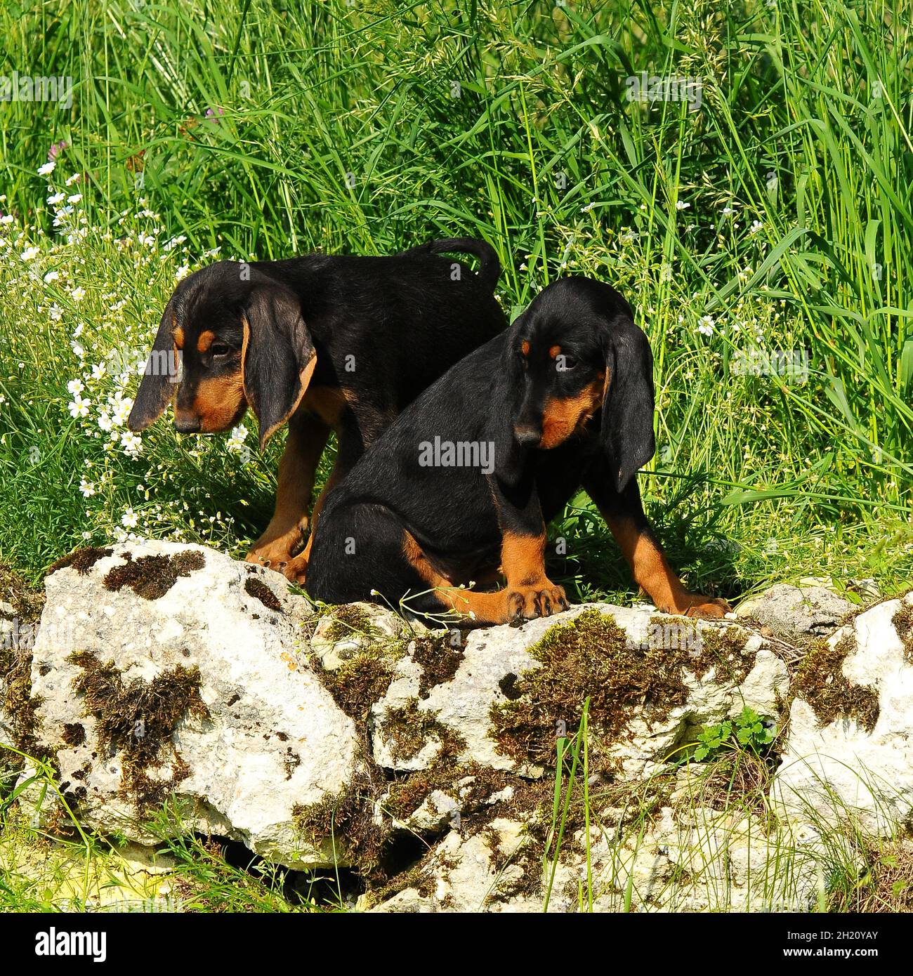 Segugio hi-res stock photography and images - Alamy