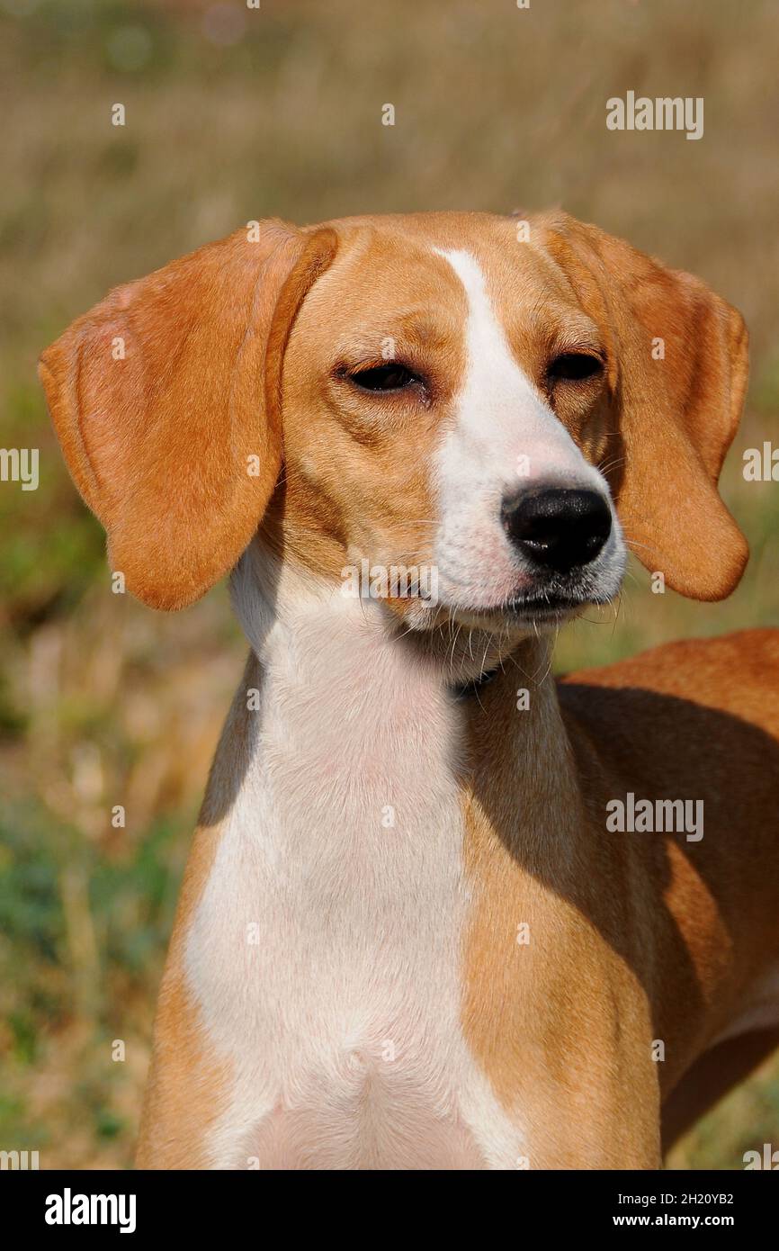 Vertical closeup of Segugio Maremmano, Italian hunting dog. Outdoors ...