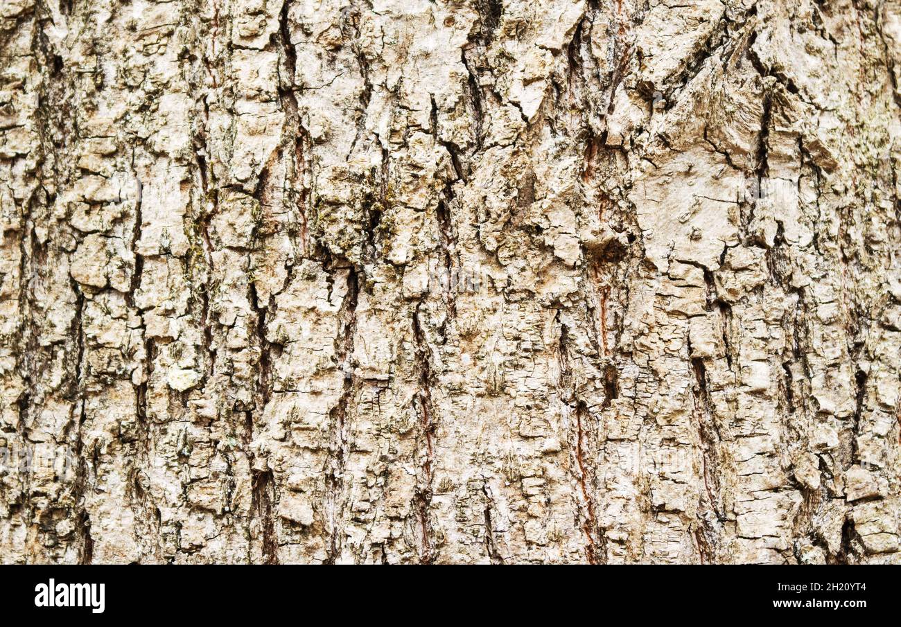 Oak tree texture hi-res stock photography and images - Alamy