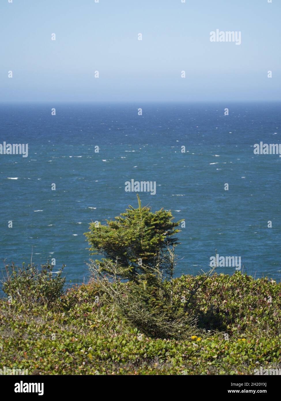 Evergreen tree in front of ocean hi-res stock photography and images ...