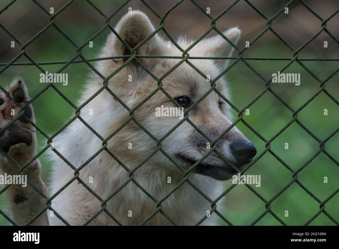 Adorable white husky in a park behind a net fence Stock Photo - Alamy