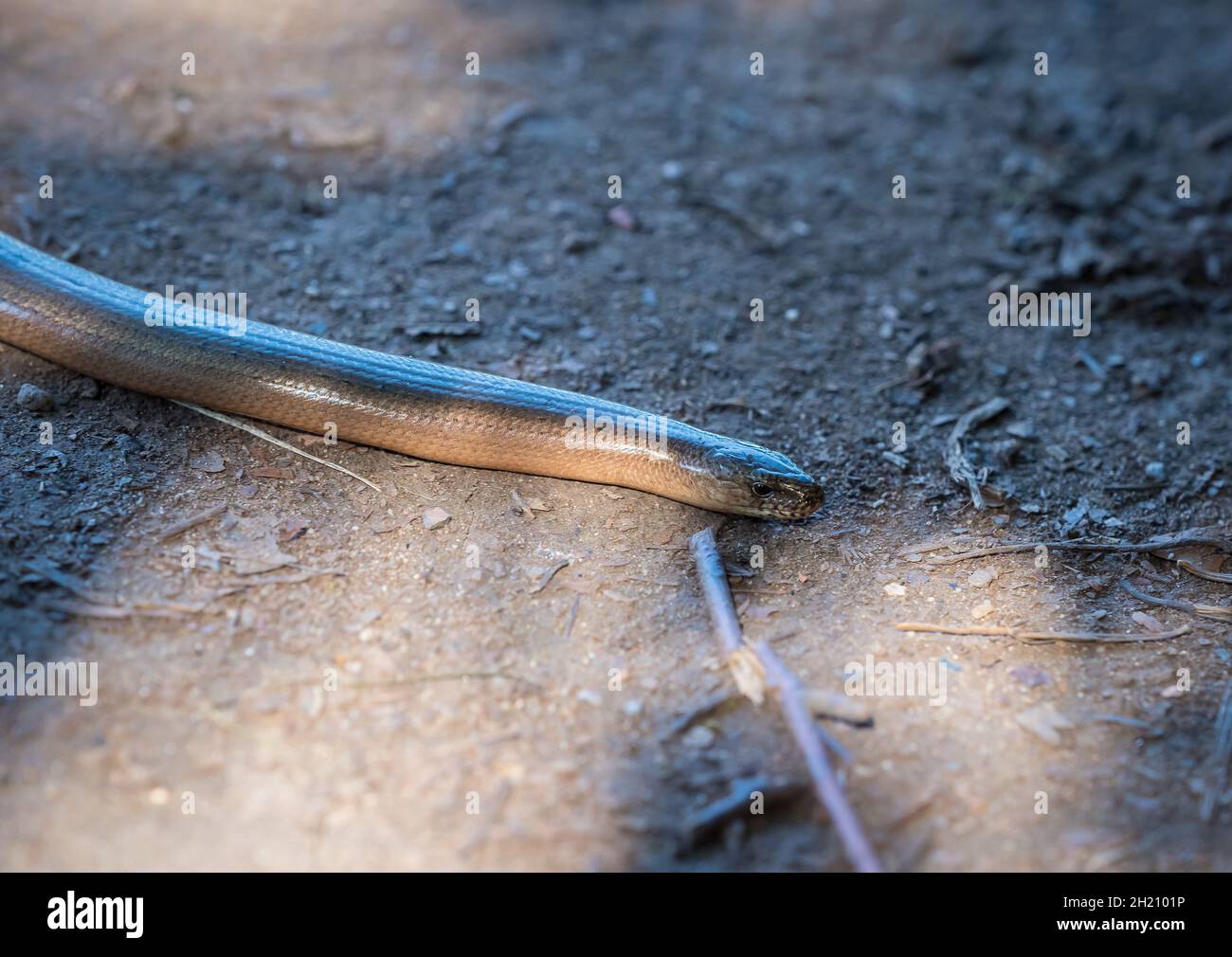 Closeup of a thunder snake crawling on the ground Stock Photo - Alamy