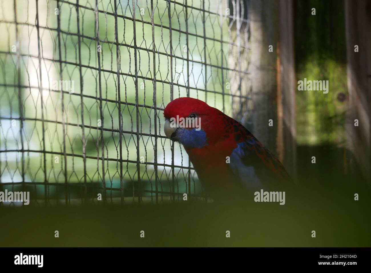Platycercus elegans a pennant parakeet as part of the parrot family ...