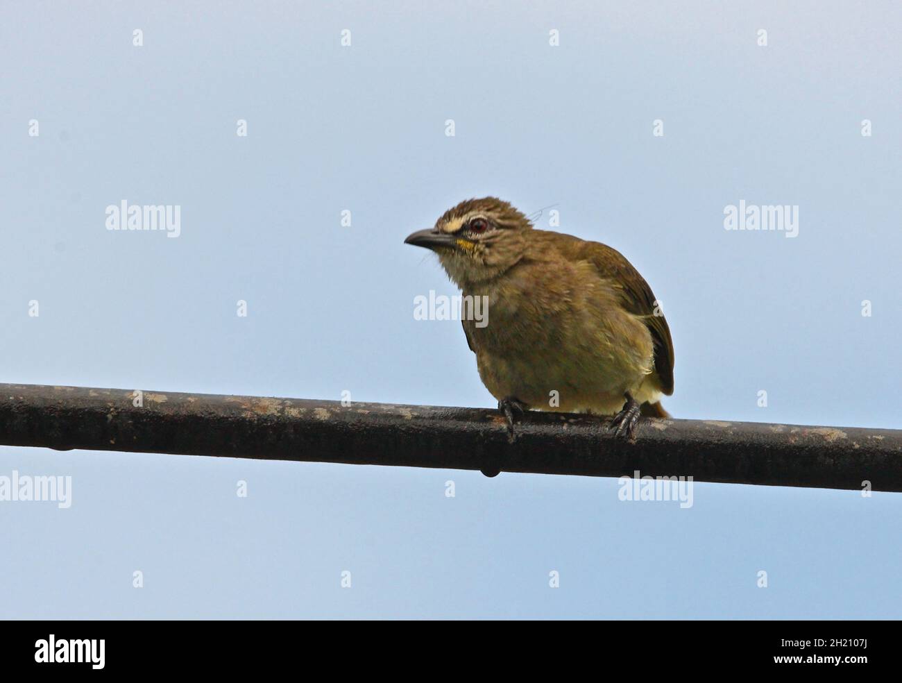 White-browed Bulbul (Pycnonotus luteolus insulae) adult perched on ...