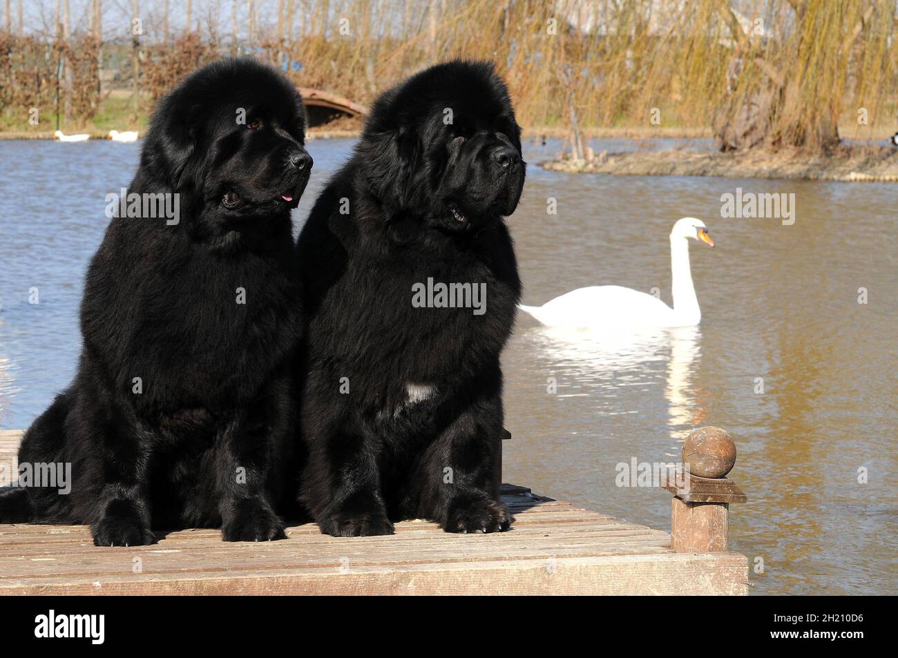 Newfoundland dog paw hi-res stock photography and images - Alamy