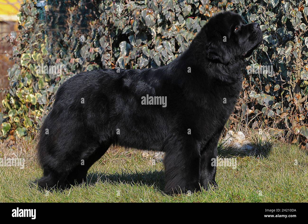 Newfoundland dog paw hi-res stock photography and images - Alamy