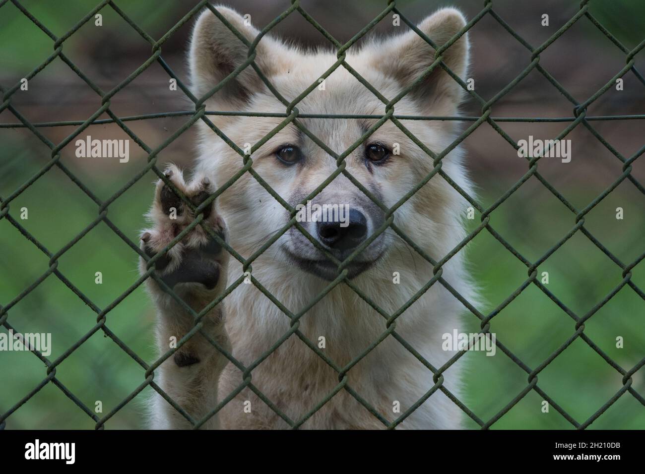 Adorable white husky in a park behind a net fence Stock Photo - Alamy
