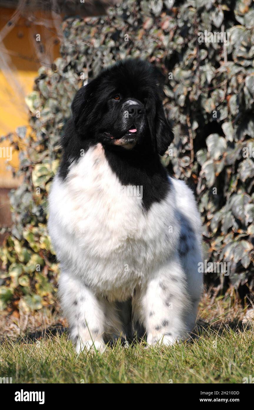 Newfoundland dog paw hi-res stock photography and images - Alamy
