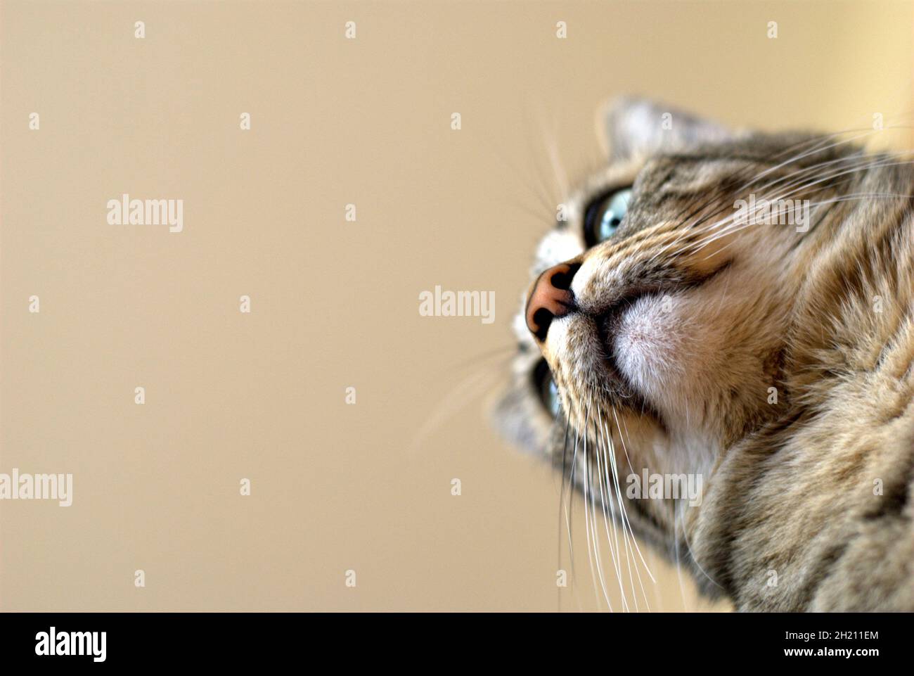 Cat detail hi-res stock photography and images - Alamy