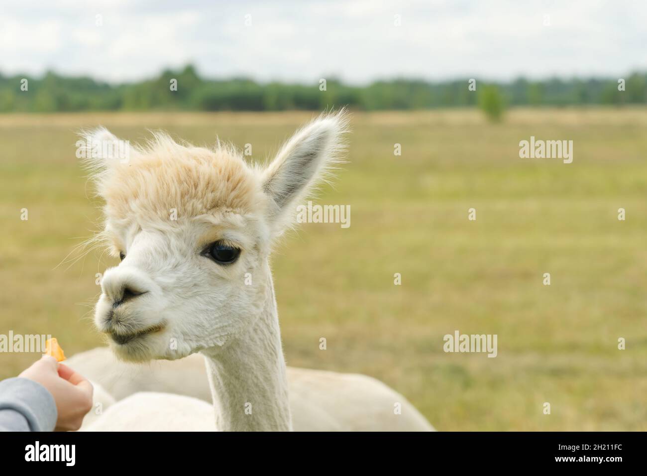 Alpaca Animal Close Up Of Head Funny Hair Cut And Chewing Action Stock ...