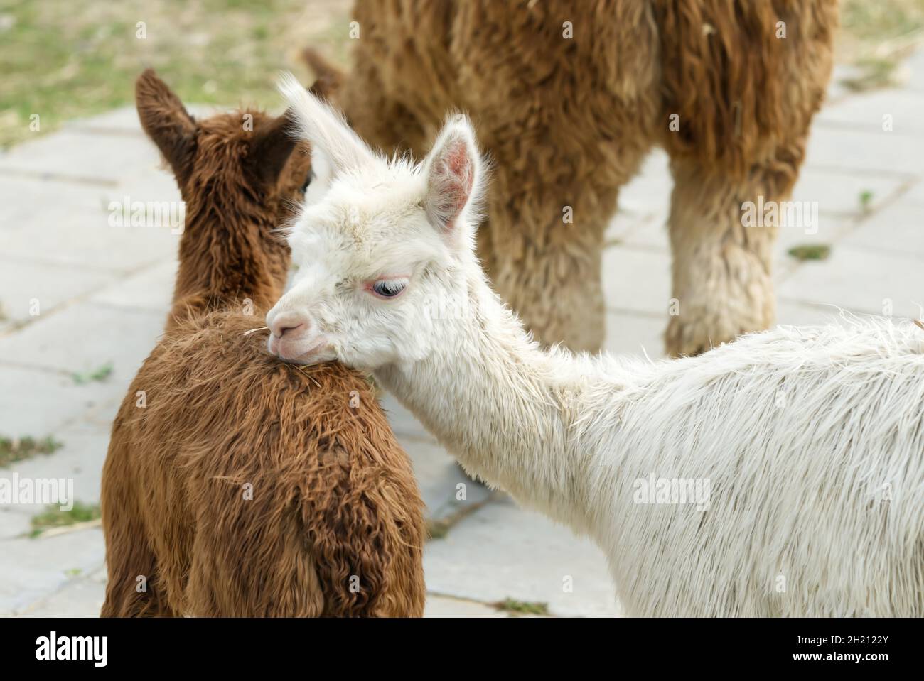 Llamas head hi-res stock photography and images - Alamy