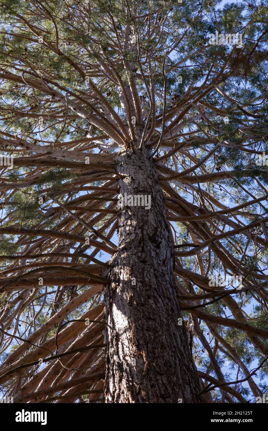 View of a giant sequoia from below Stock Photo - Alamy