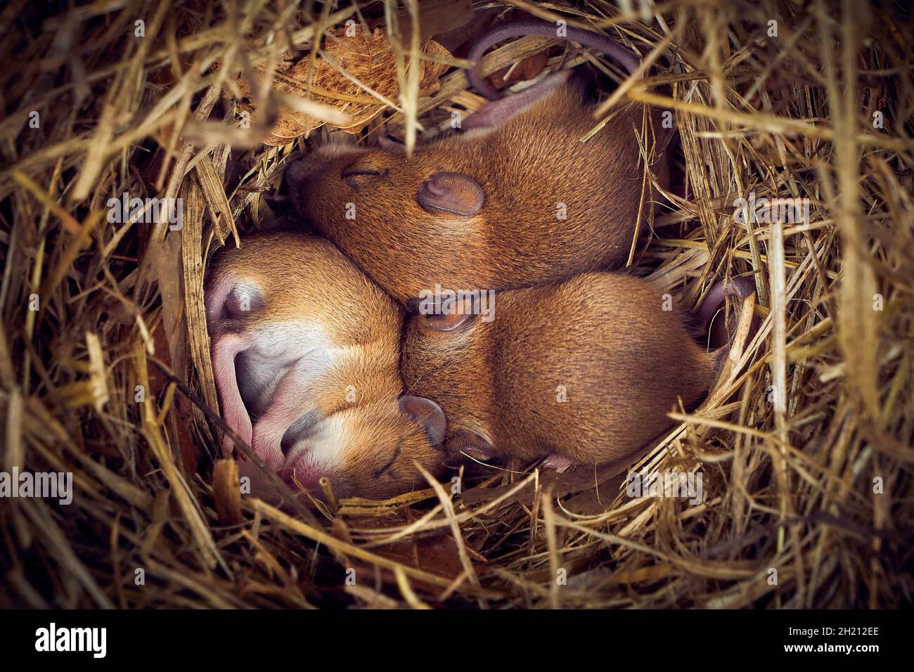 Baby mice sleeping in nest in funny position (Mus musculus Stock Photo ...