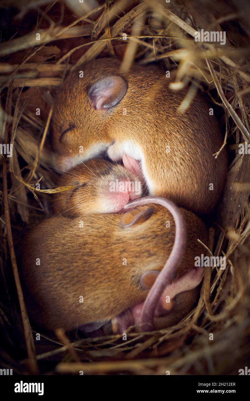 Baby mice sleeping in nest in funny position (Mus musculus Stock Photo ...