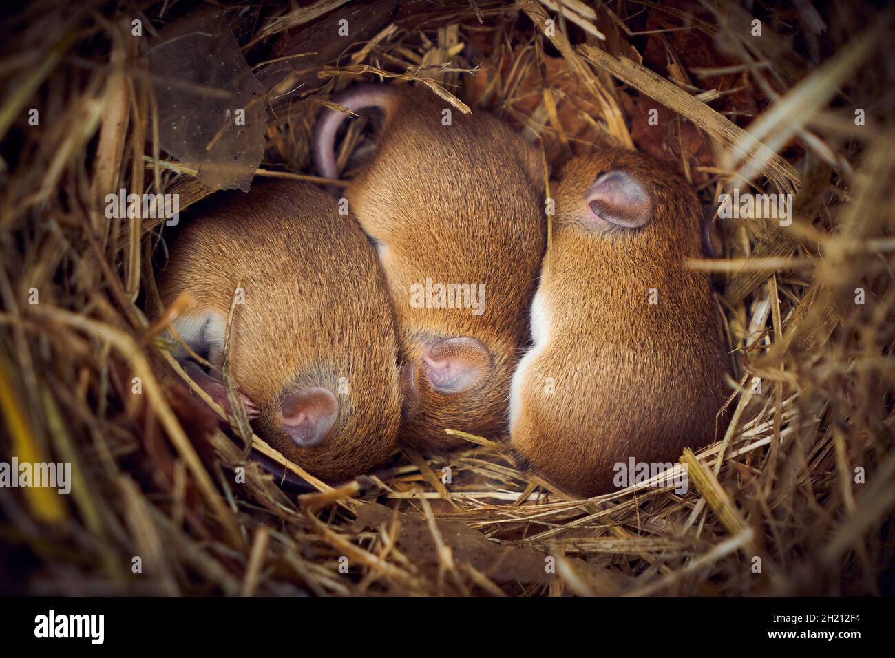 Baby mice sleeping in nest in funny position (Mus musculus Stock Photo ...