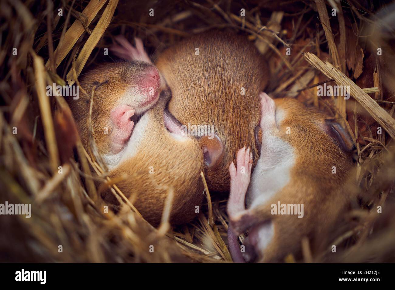 Baby mice sleeping in nest in funny position (Mus musculus Stock Photo ...