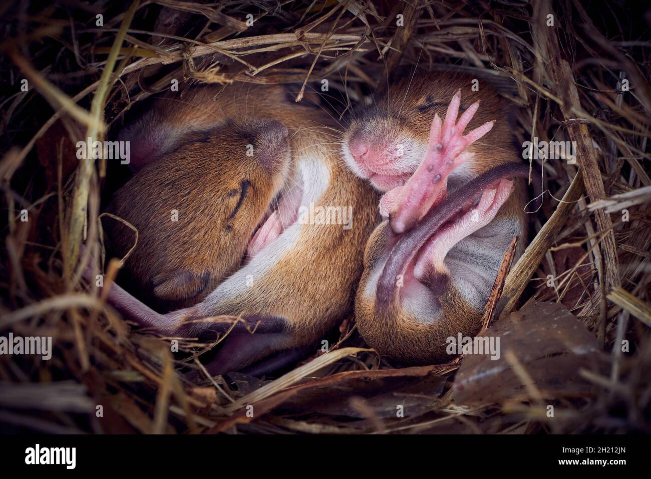 Baby mice sleeping in nest in funny position (Mus musculus Stock Photo ...