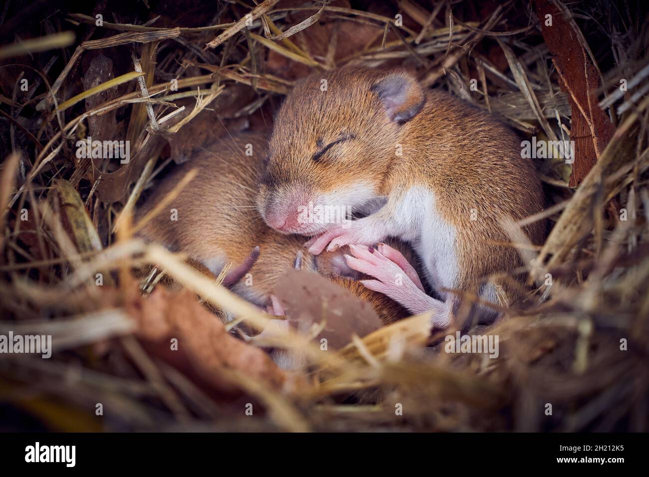 Baby mice sleeping in nest in funny position (Mus musculus Stock Photo ...