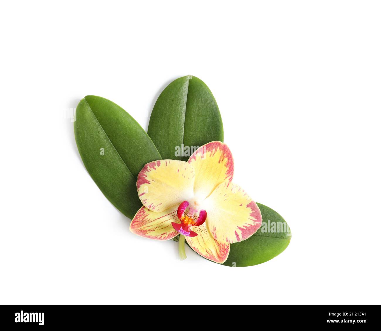 Beautiful orchid flower with leaves on white background, top view ...