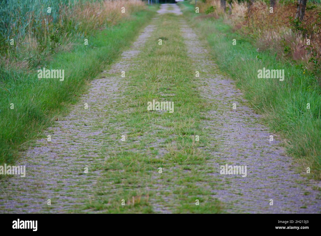 Spring walk between fields hi-res stock photography and images - Alamy