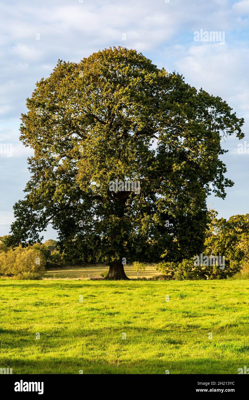A Mature English Oak Tree in the Sussex Countryside Stock Photo - Alamy