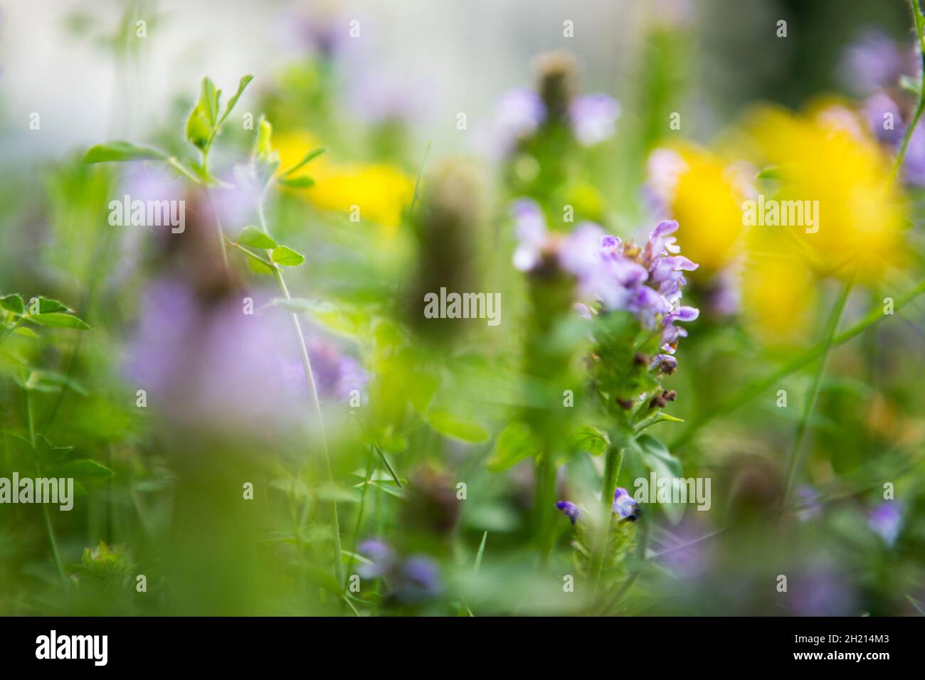 Spring colors in nature Stock Photo - Alamy