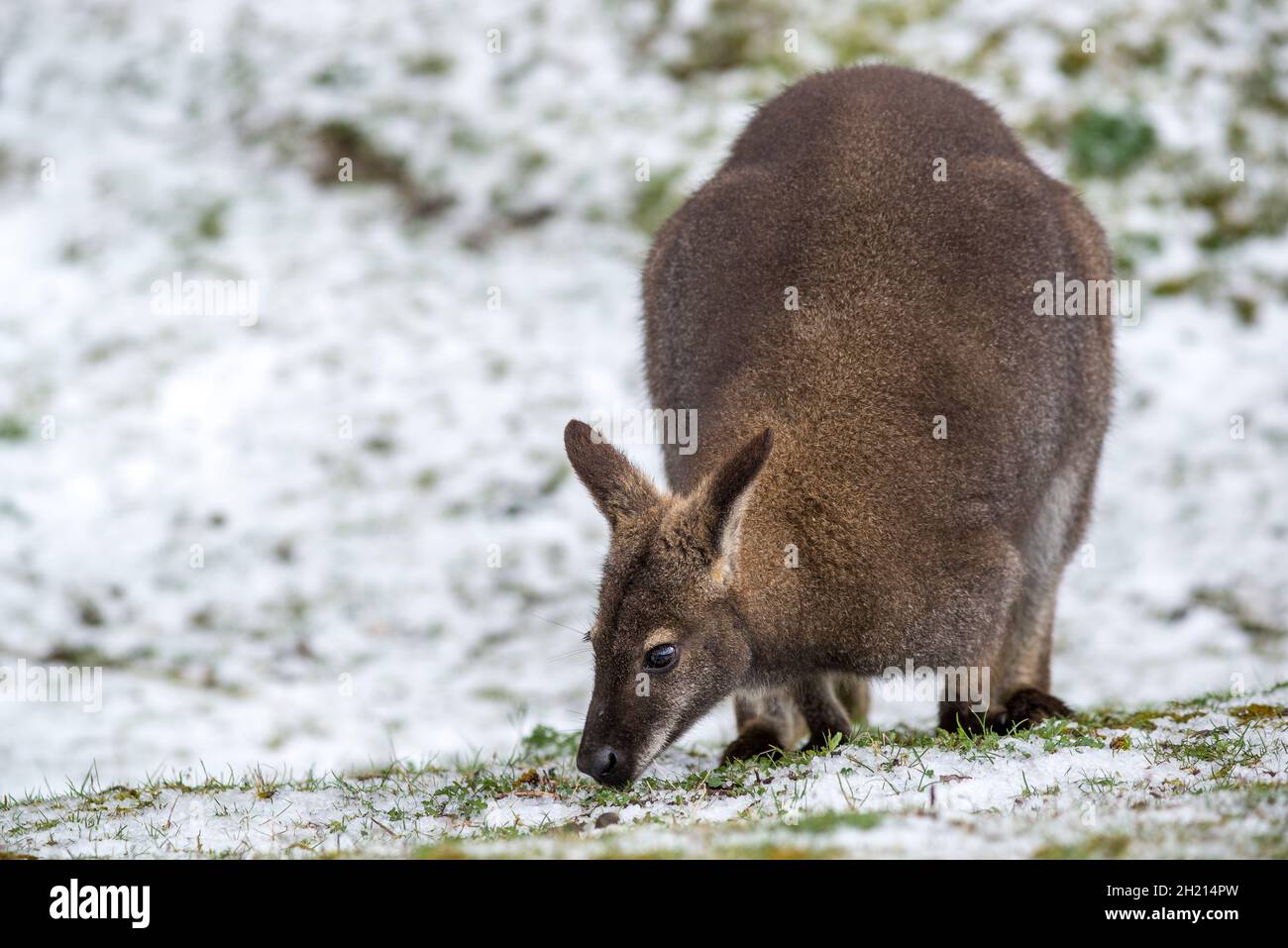 bush wallaby in the snow Stock Photo - Alamy