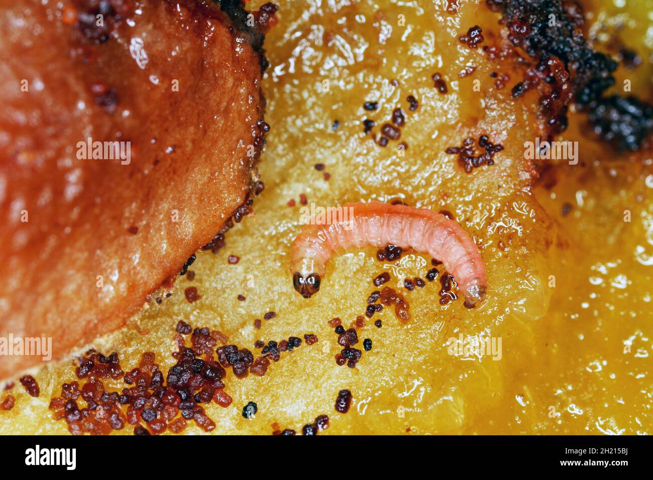 Maggot larva larvae hi-res stock photography and images - Alamy