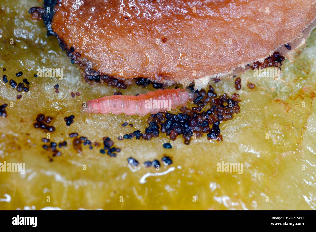 Larva of Plum fruit moth - Grapholita (sometimes Cydia) funebrana in ...