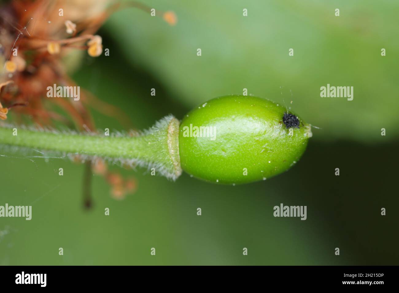 Larvae of pests in the plum tree hi-res stock photography and images ...