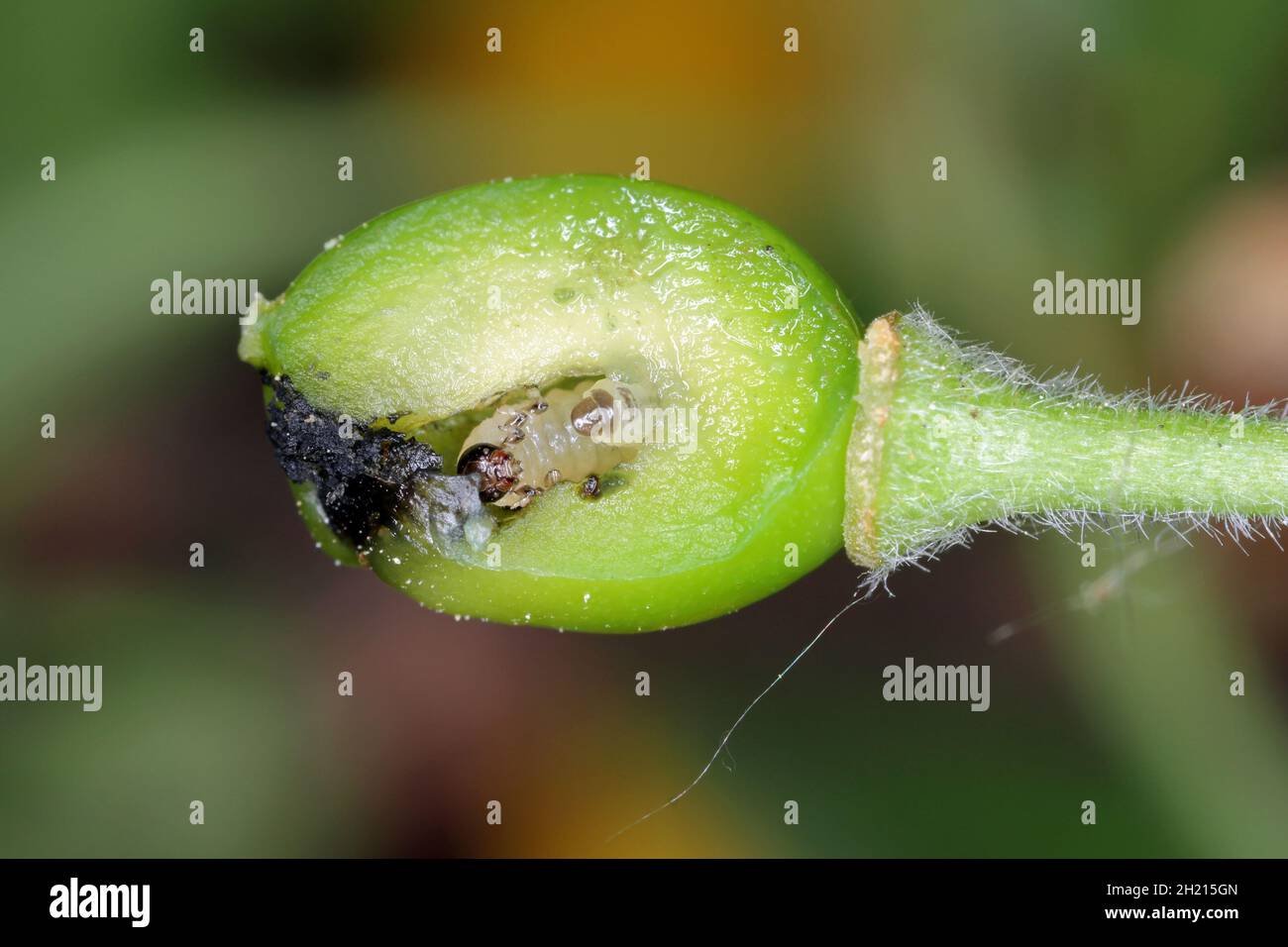 Larva of Hoplocampa minuta - black prune tree Hoplocampe in young plum ...