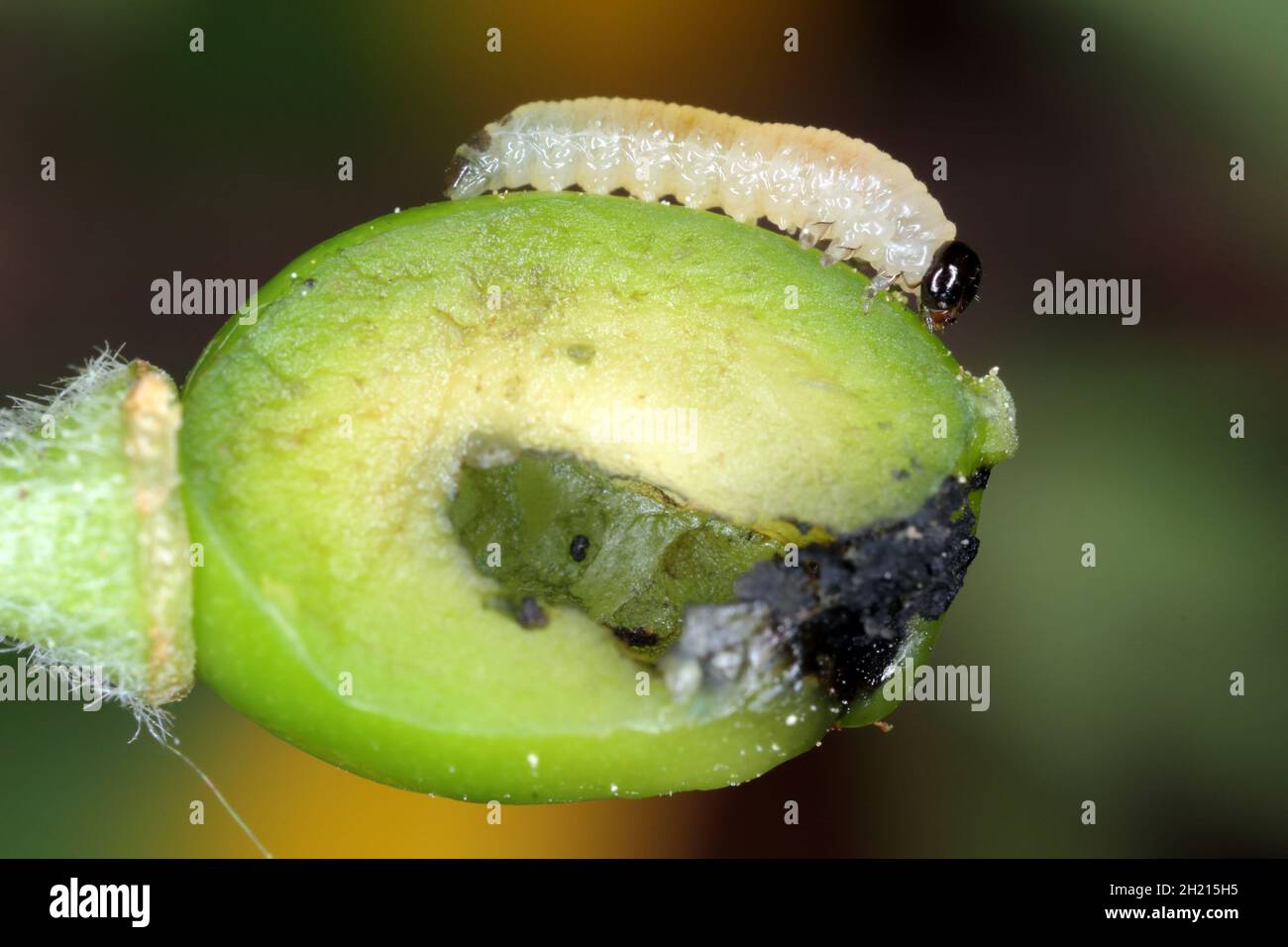 Larva of Hoplocampa minuta - black prune tree Hoplocampe in young plum ...