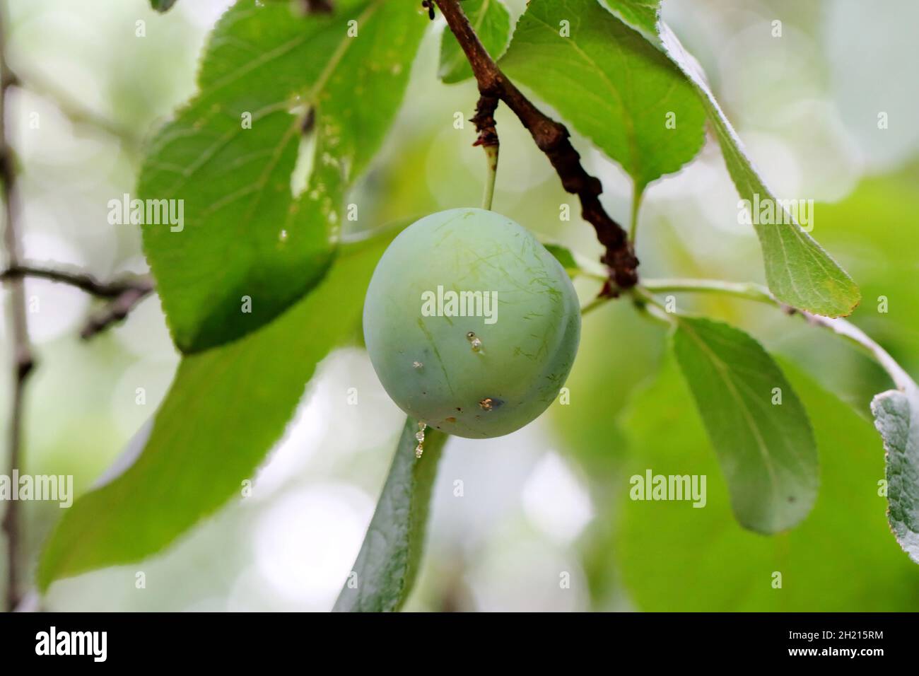 Damaged fruit by Plum fruit moth - Grapholita (sometimes Cydia ...