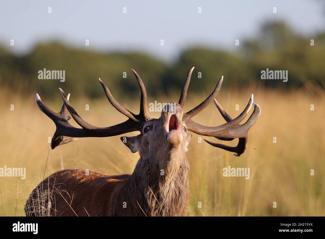 The red deer is one of the largest deer species. A male red deer is ...