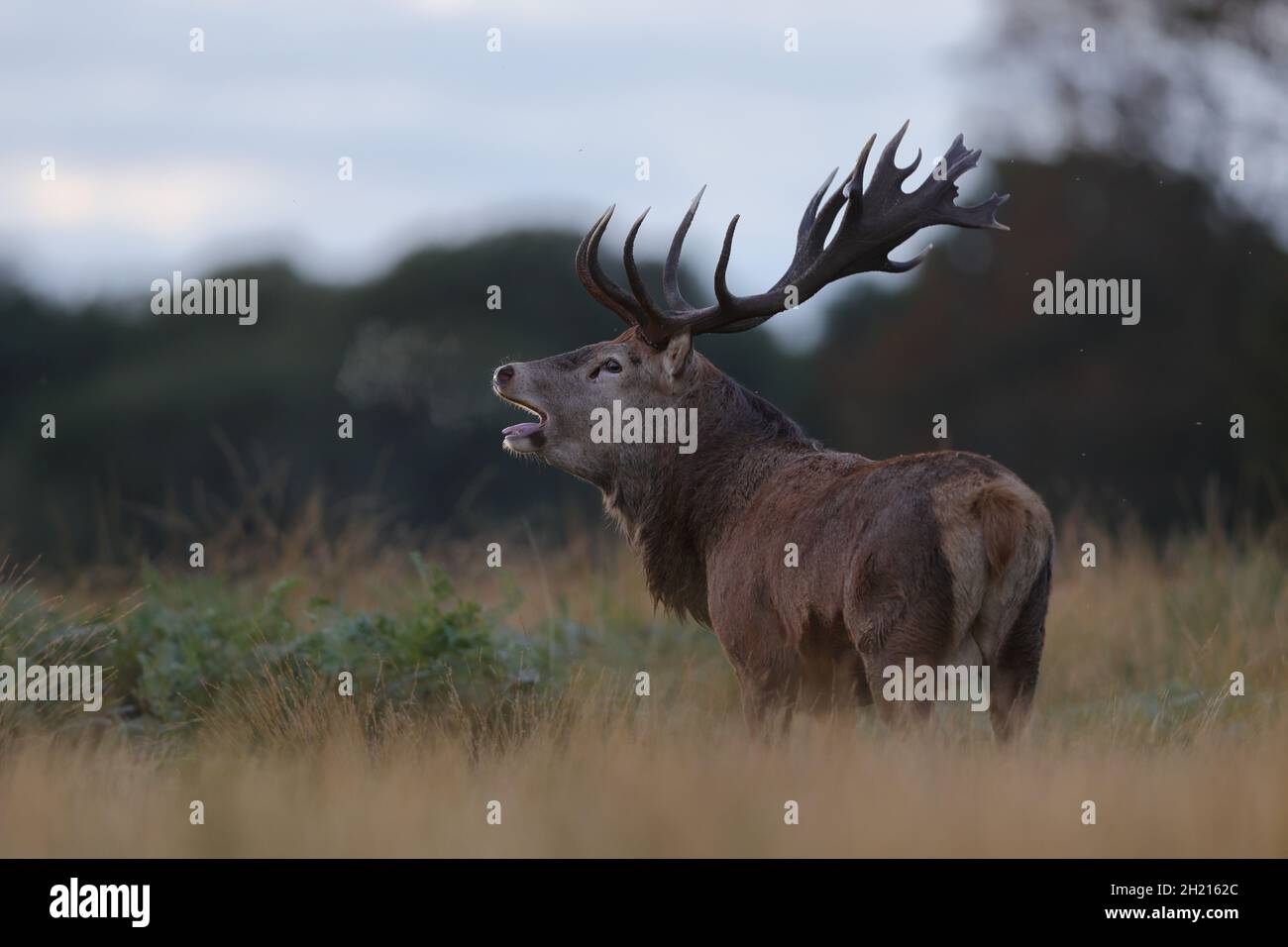 The red deer is one of the largest deer species. A male red deer is ...