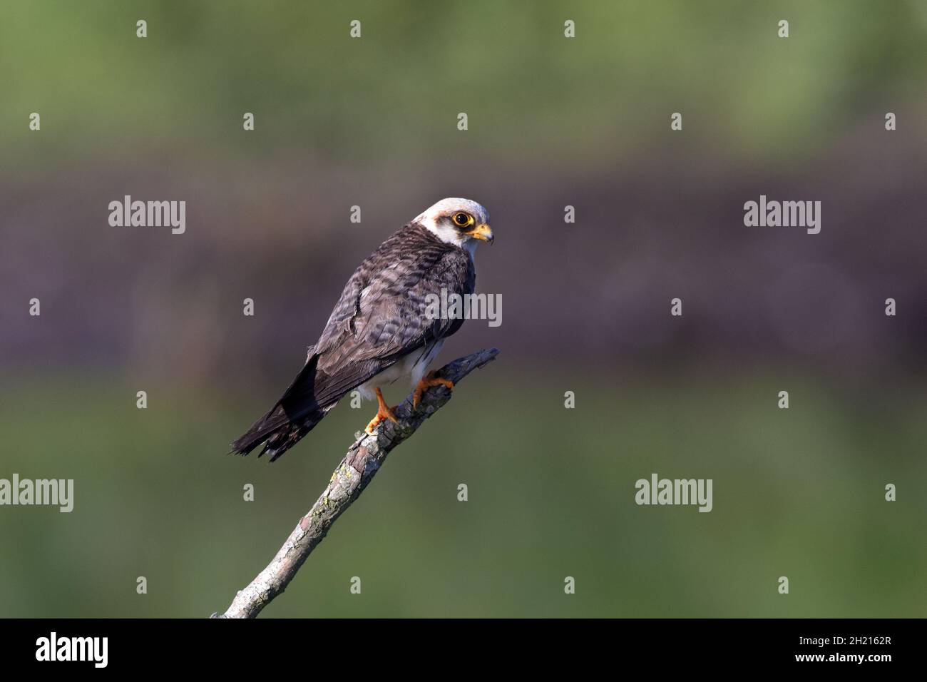 Western red footed falcon falco vespertinus hi-res stock photography ...