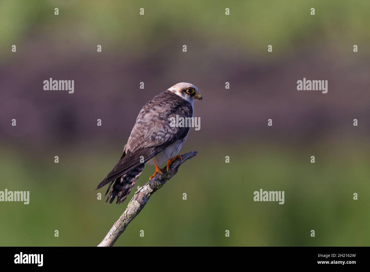 The red-footed falcon, formerly the western red-footed falcon, is a ...