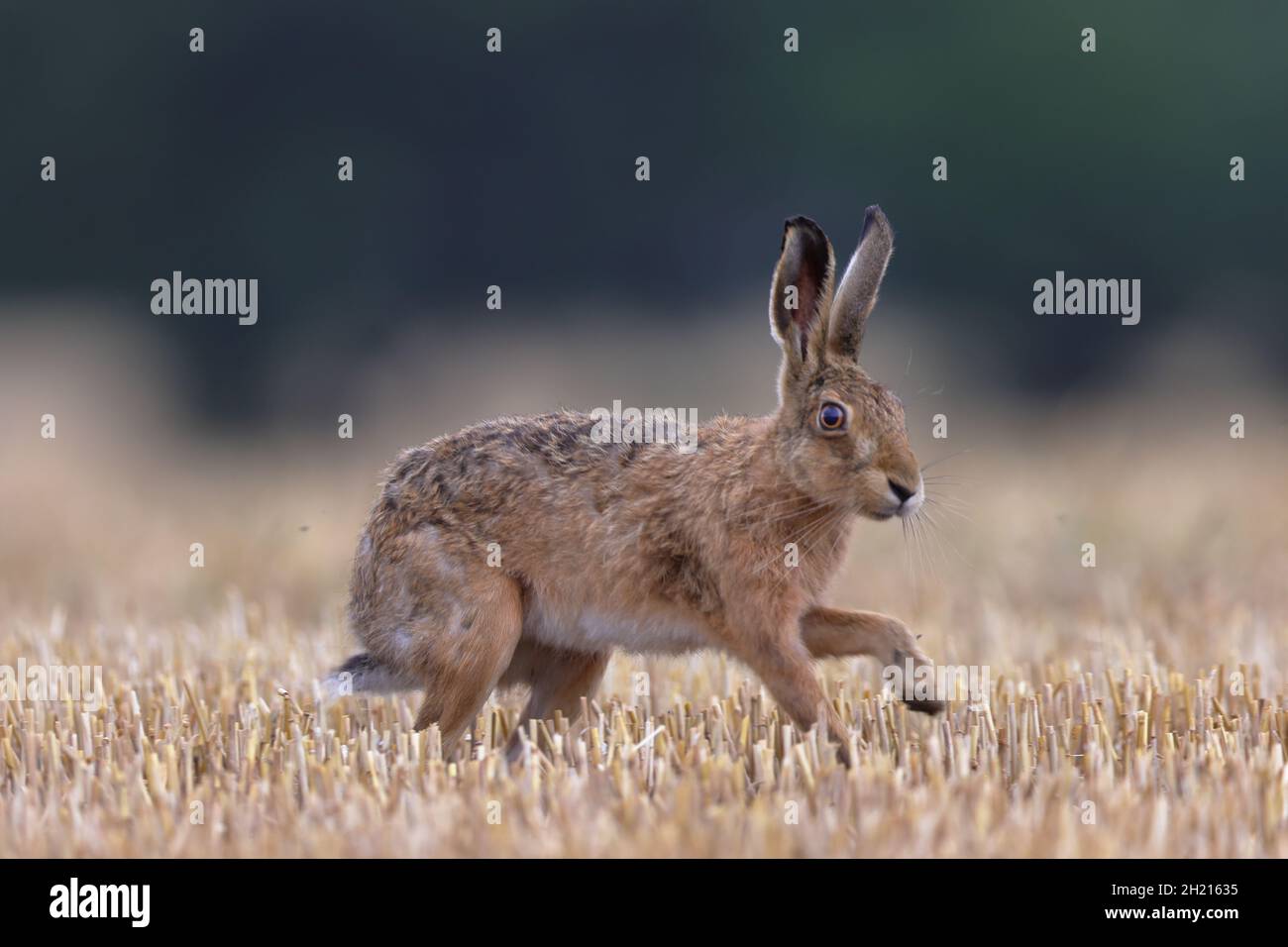 The European hare, also known as the brown hare, is a species of hare ...