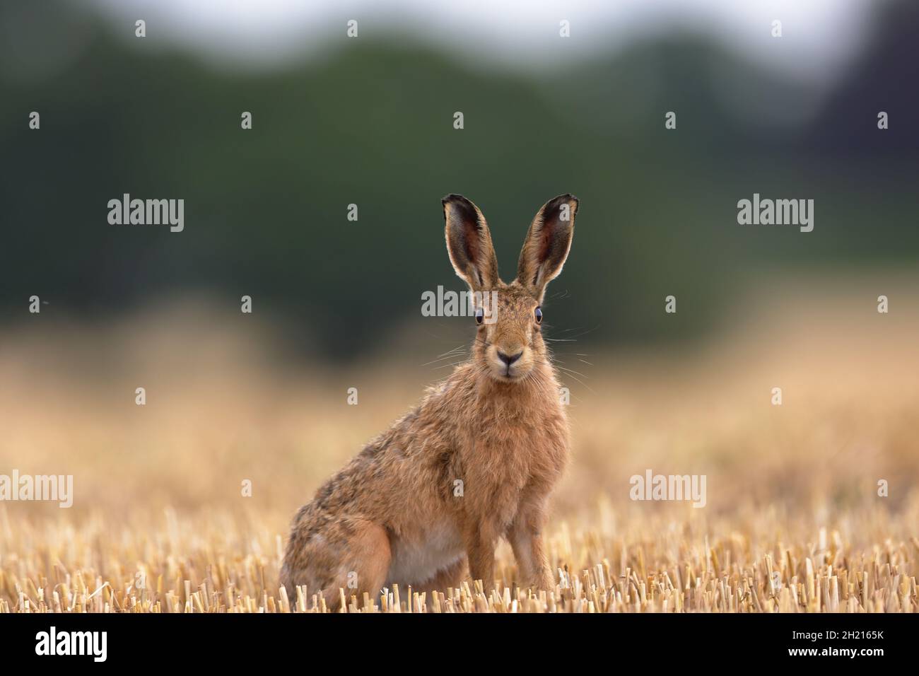 The European hare, also known as the brown hare, is a species of hare ...