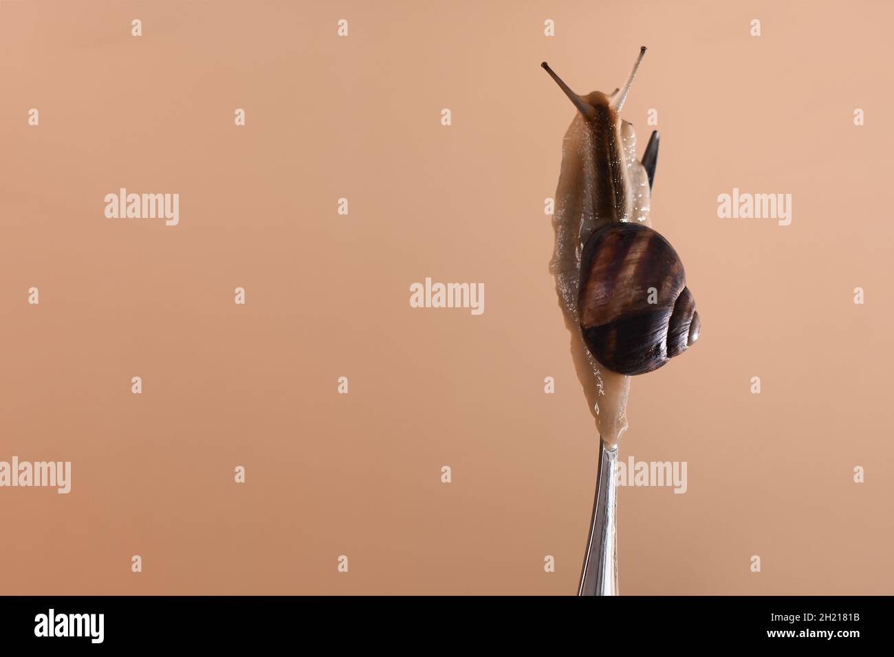 live snail on a fork close-up. mock up Stock Photo - Alamy