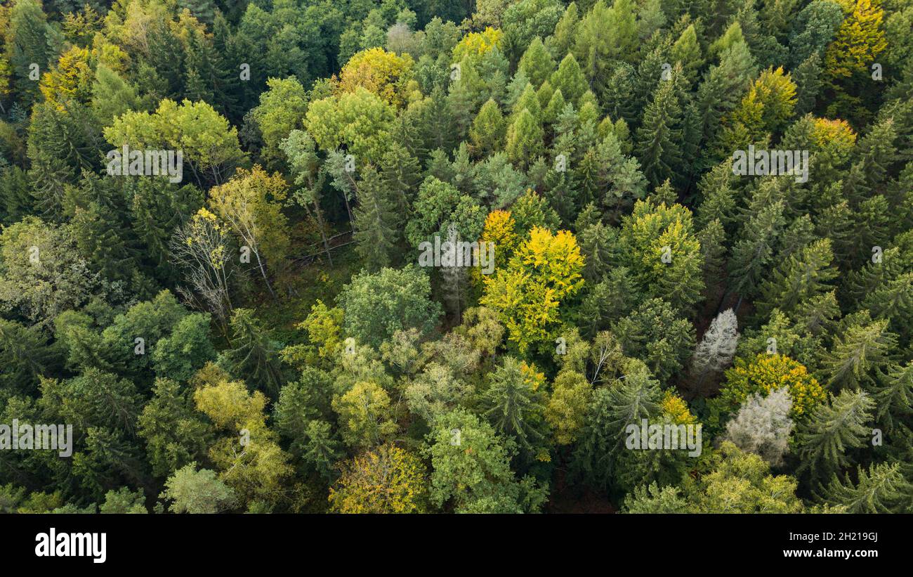 Top down forest hi-res stock photography and images - Alamy